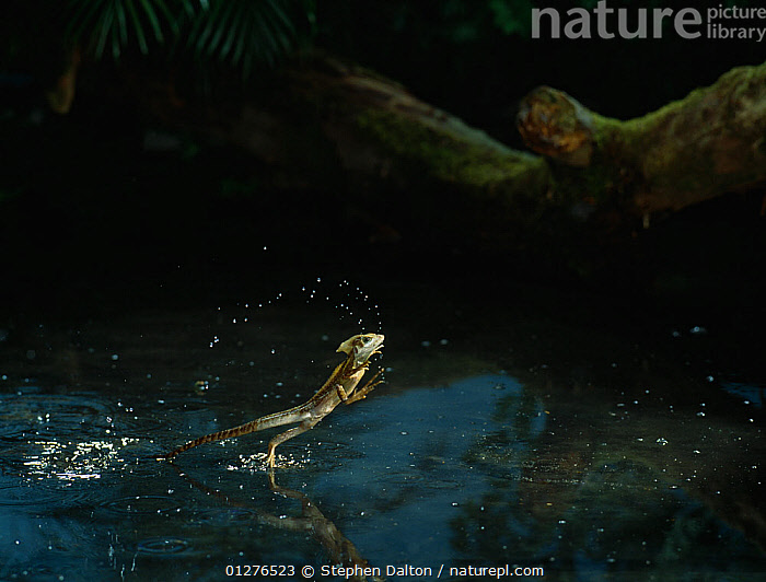 Stock photo of Brown basilisk {Basiliscus vittatus} running over water ...