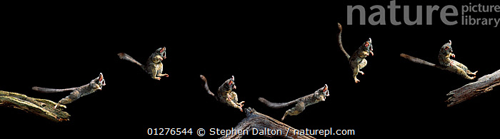 Stock photo of Northern lesser bushbaby {Galago senegalensis} jumping ...