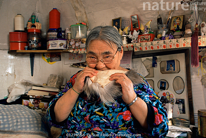 Stock photo of Inuit woman chewing on animal skin to soften it prior to ...