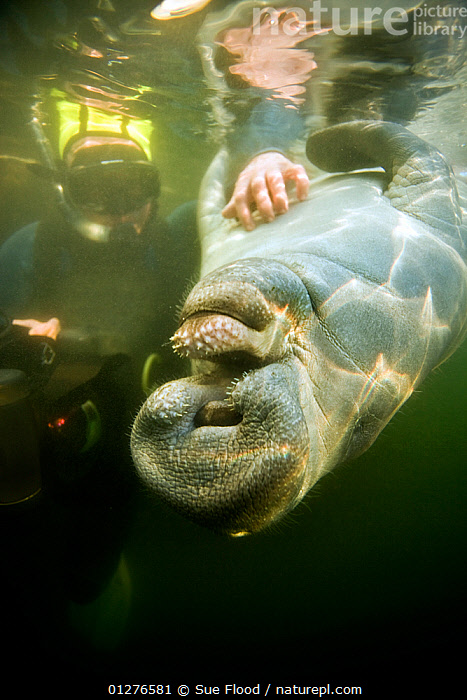 Stock photo of Snorkeller tickling a West Indian manatee (Trichechus ...