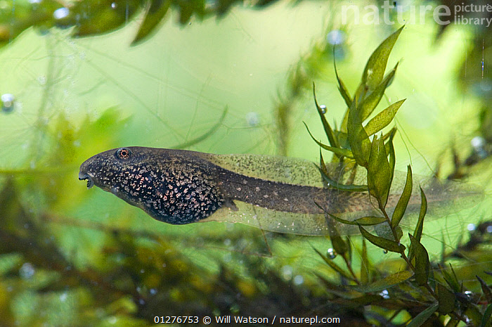 Aquatic Larva Of A Frog