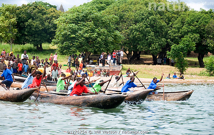 Stock photo of Log boat regatta on Lake Niassa (Lake Malawi) featuring ...