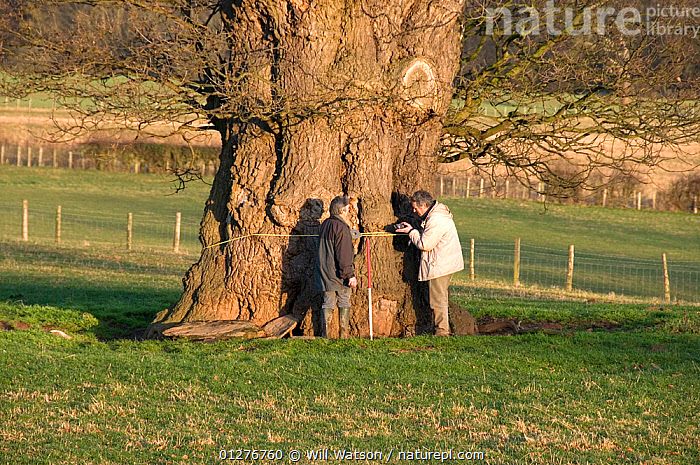 Stock photo of Woodland ecologists measuring 8m girth of veteran ...