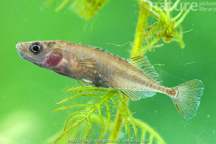 Stock photo of Male Nine-spined stickleback (Pungitius pungitius ...