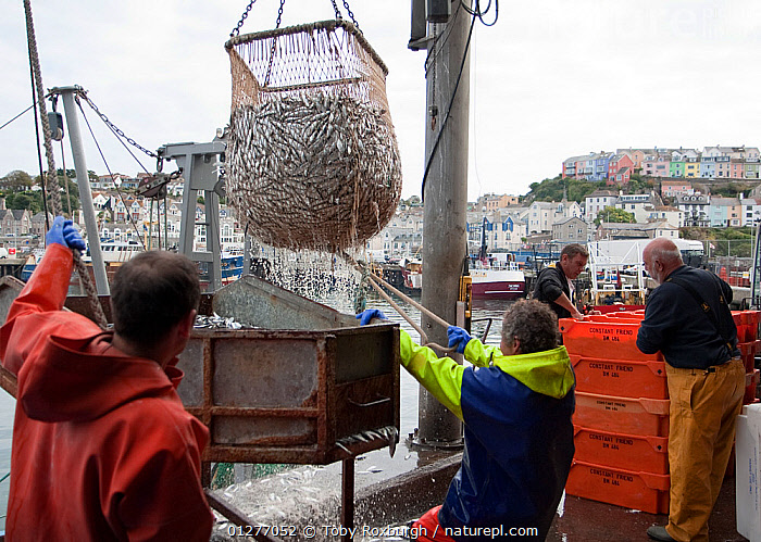 Stock photo of European sprats (Sprattus sprattus sprattus) being ...