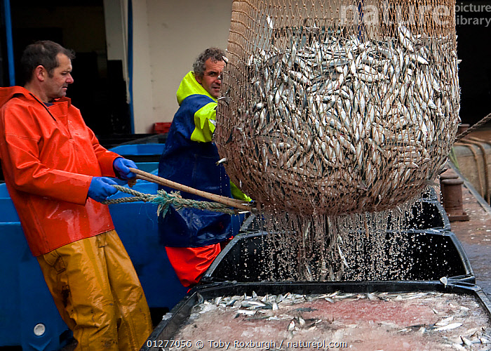 Stock photo of Unloading large catch of European sprats (Sprattus ...