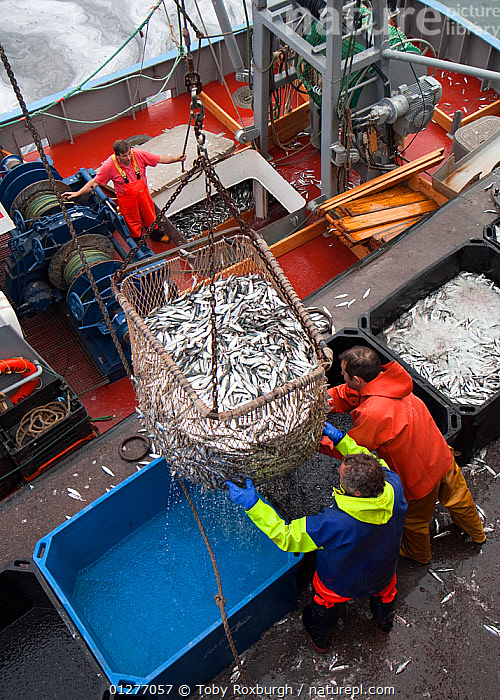 Stock photo of European sprats (Sprattus sprattus sprattus) being ...