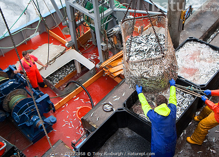 Stock photo of European sprats (Sprattus sprattus sprattus) being ...