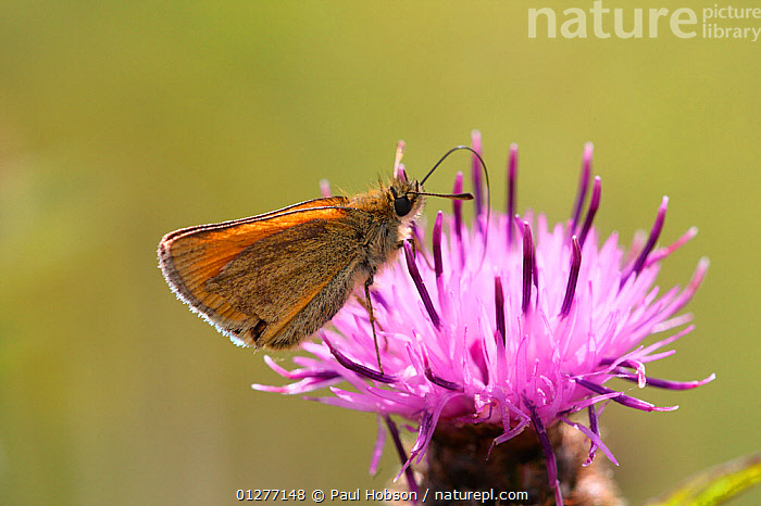 Stock photo of Small skipper butterfly {Thymelicus sylvestris} with ...