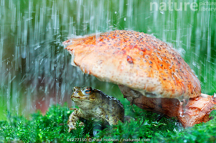 Stock photo of Common european toad (Bufo bufo) sheltering under ...