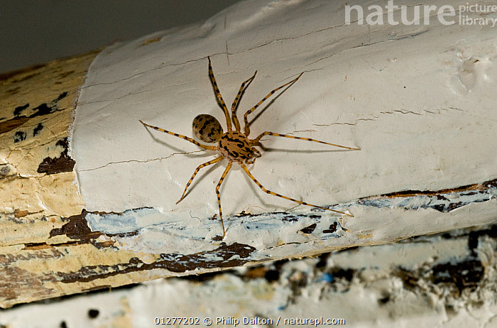 Stock photo of Spitting spider (Scytodes thoracica) in building, Europe ...