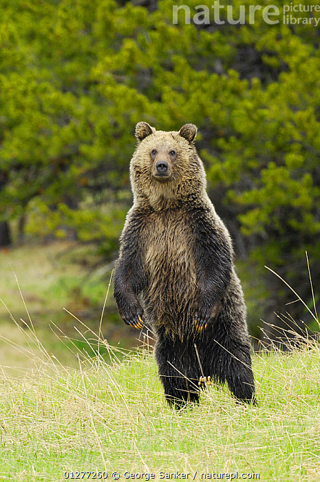 Stock photo of Grizzly bear (Ursus arctos horribilis) standing on hind ...