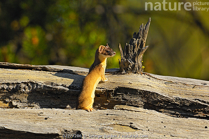 Stock photo of Long-tailed weasel (Mustela frenata) on fallen tree ...