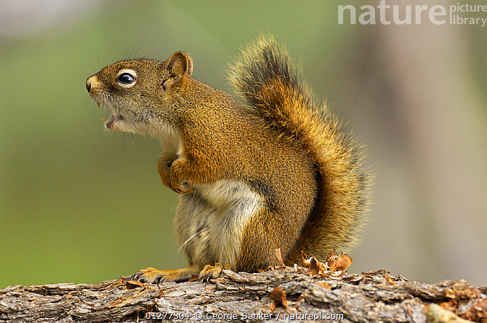 Stock photo of Male North American red squirrel (Tamiasciurus ...