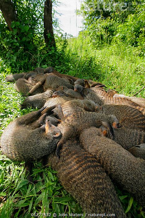 Stock photo of Banded Mongoose (Mungos mungo) large family group ...