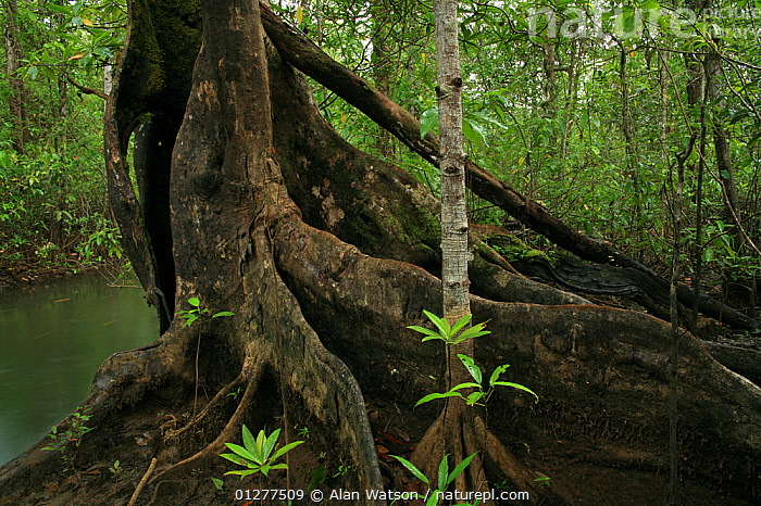 Stock photo of Buttressed trunk of a Nato mangrove (Mora megistosperma ...