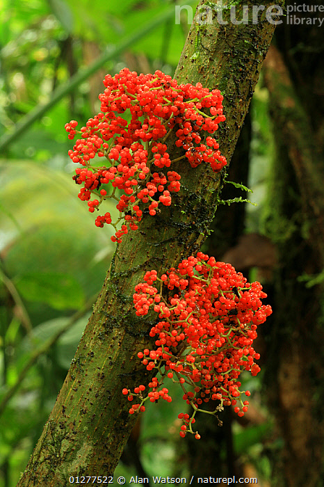 Stock photo of Pringamosa tree (Urera caracasana) flowers, in lowland ...