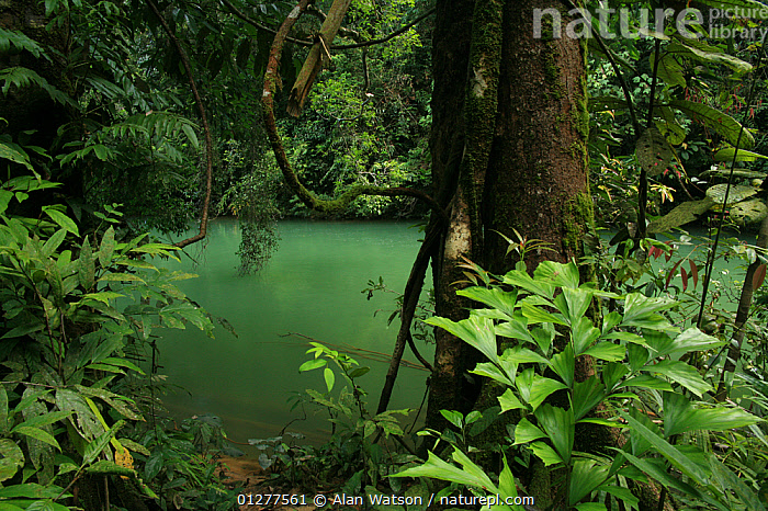 Stock photo of Lowland tropical rainforest beside the Sok River, Khao ...