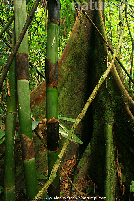 Stock photo of Buttress tree and Bamboo (Dendrocalamus sp) in lowland ...