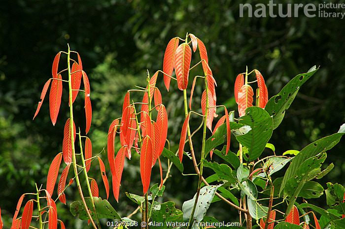 Stock photo of Red new leaves in lowland tropical rainforest, Khao Sok ...