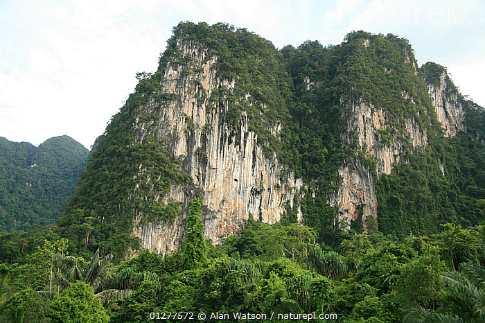 Stock photo of Limestone cliffs and lowland tropical rainforest, Khlong ...