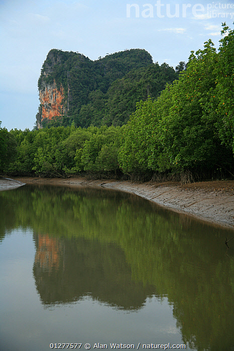 Stock photo of Limestone cliffs towering over mangroves reflected in ...