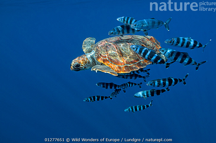 Stock photo of Loggerhead turtle (Caretta caretta) with a shoal of ...