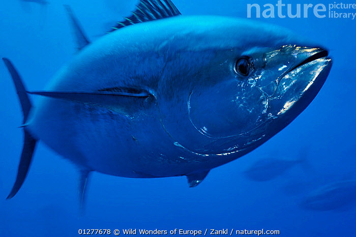 Stock photo of Atlantic bluefin tuna (Thunnus thynnus) portrait ...