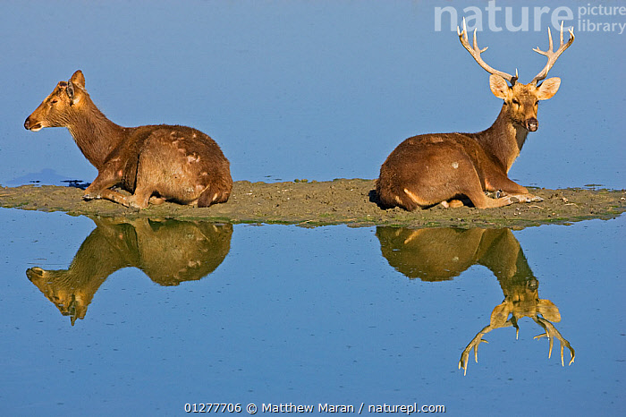 Stock photo of Barasingha / Swamp deer (Cervus duvauceli) stag and doe ...