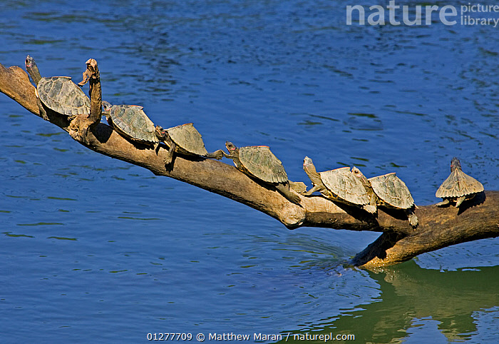 Stock photo of Group of Assam roofed turtles (Kachuga sp) balancing ...