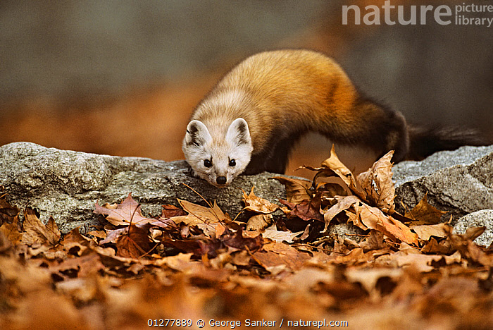 Stock photo of American pine marten (Martes americana) stalking prey in ...