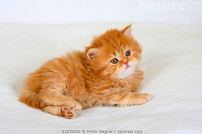 Stock photo of British Longhair Cat, ginger kitten, 5 weeks, red-tabby ...