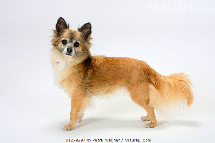 Stock photo of Chihuahua, longhaired, 11 years, show stack. Available ...