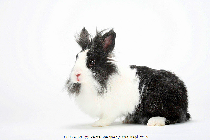 Stock photo of Lion-maned Dwarf Rabbit, black and white. Available for ...