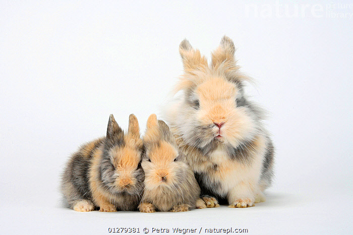 Stock photo of Lion-maned Dwarf Rabbit with two baby rabbits. Available ...