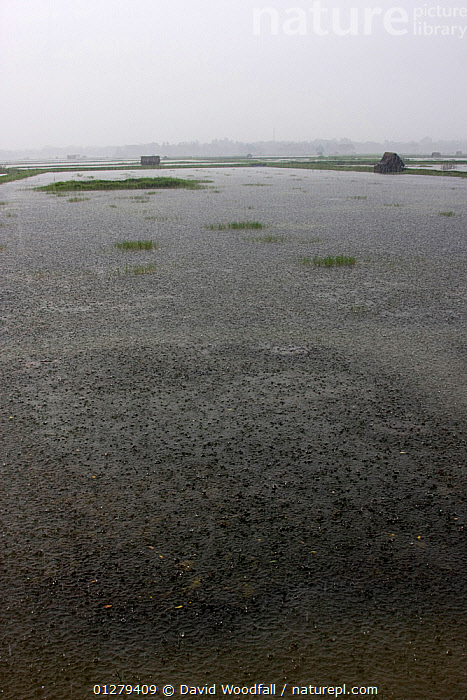 Stock photo of Monsoon rain falling on shrimp paddy field, Ganges delta ...