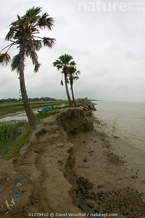 Stock photo of Coastal erosion caused by climate change, Sundarbans ...