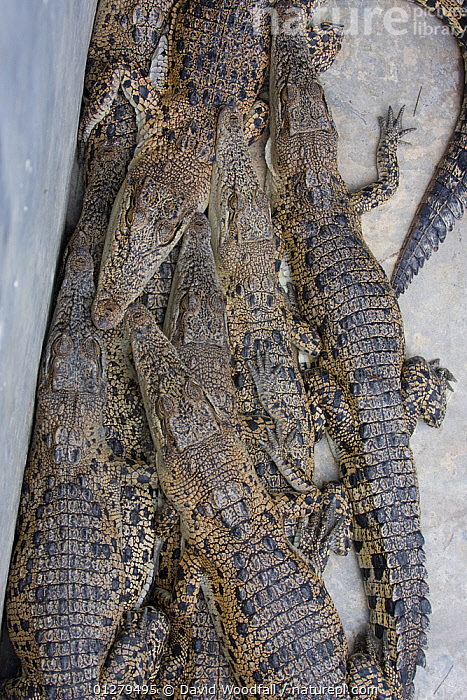 Stock photo of Breeding project of Saltwater crocodile (Crocodylus ...