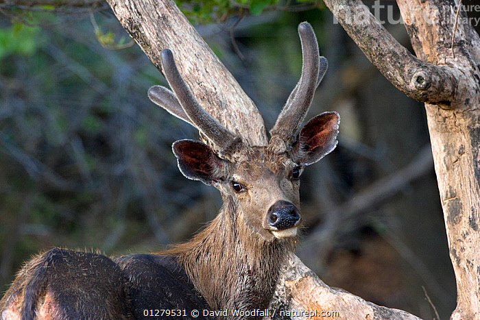 Stock photo of Young male Sunda sambar deer (Cervus timorensis) in ...