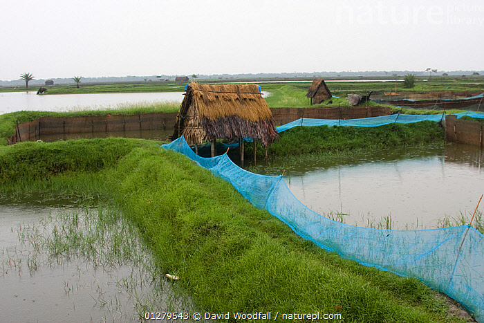Stock photo of Shrimp ponds, dykes and hut at commercial shrimp farm ...