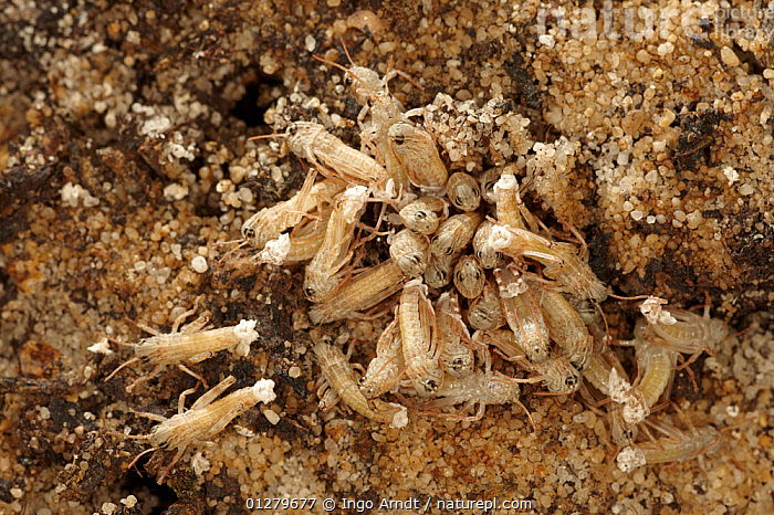 Stock photo of Egyptian locust (Anacridium aegyptium) first instars ...