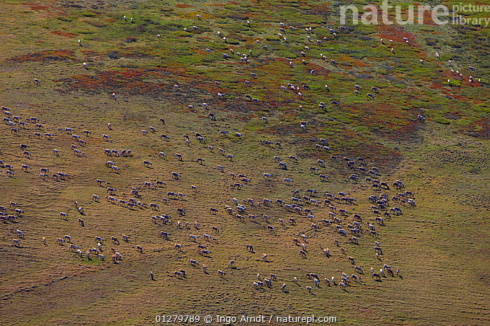Stock photo of Aerial view of Caribou (Rangifer tarandus) herd during ...