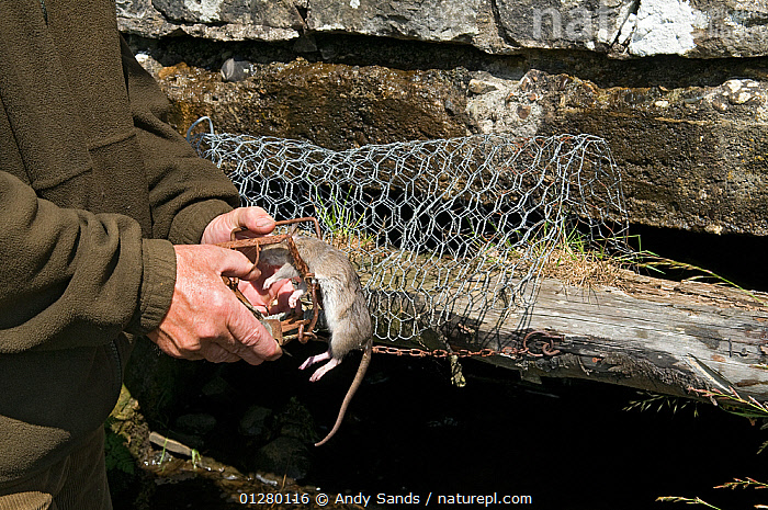 Stock photo of Keeper removing Brown rat (Rattus norvegicus) from rail ...