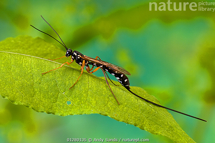 Stock photo of Ichneumon wasp (Rhyssa persuasoria) one of the largest ...