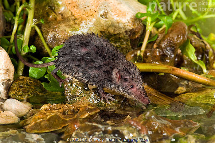 Stock photo of European water shrew (Neomys fodiens) about to re-enter ...