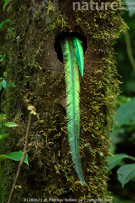 Stock photo of Resplendent quetzal (Pharomachrus mocinno) male tail ...