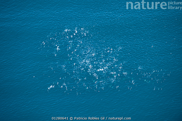 Stock photo of Aerial view of large group of Common dolphin (Delphinus ...