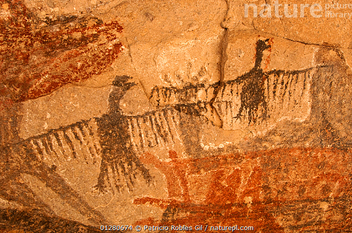 Stock photo of Ancient cave paintings of vultures, Sierra de San ...