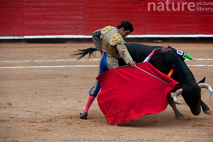 Stock photo of Matador uses red cloak to challenge bull in later stages ...