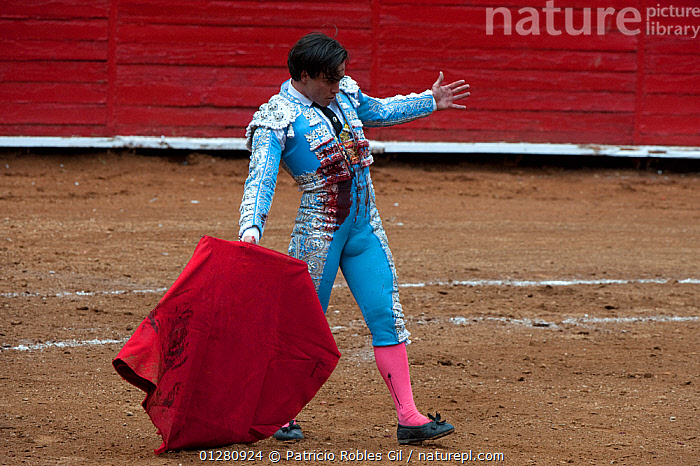 Stock photo of Matador with red cloak in final stages of bullfight ...